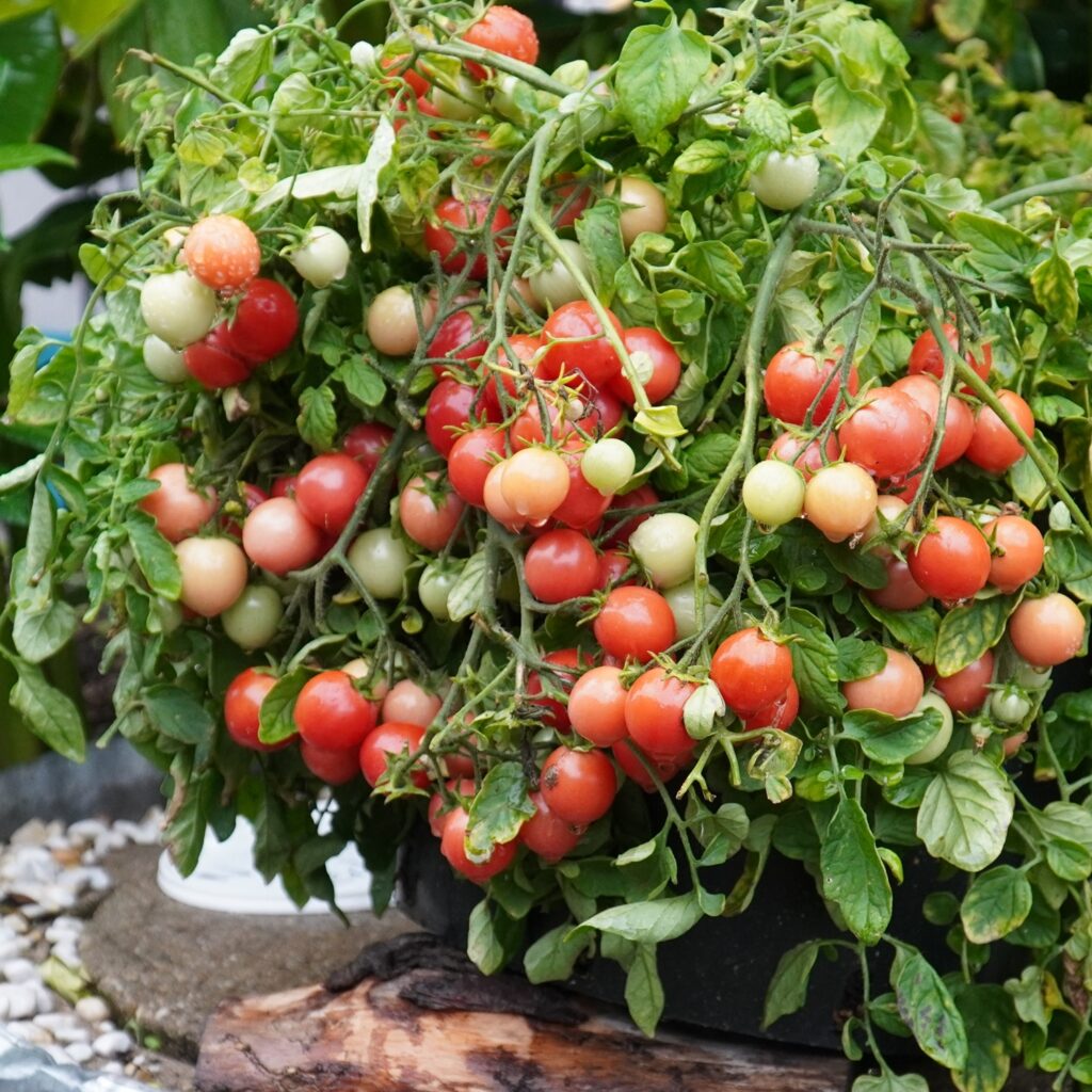 Vyšninių pomidorų sėklos "Gartenperle" | E-šiltnamiai.lt